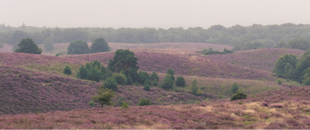 De mooiste heidegebieden van Nederland