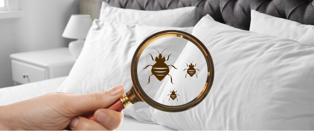 Bedwantsen: zijn van alle tijden en komen overal voor