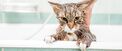 Mag ik mijn kat douchen of in bad doen? Handige tips kat wassen