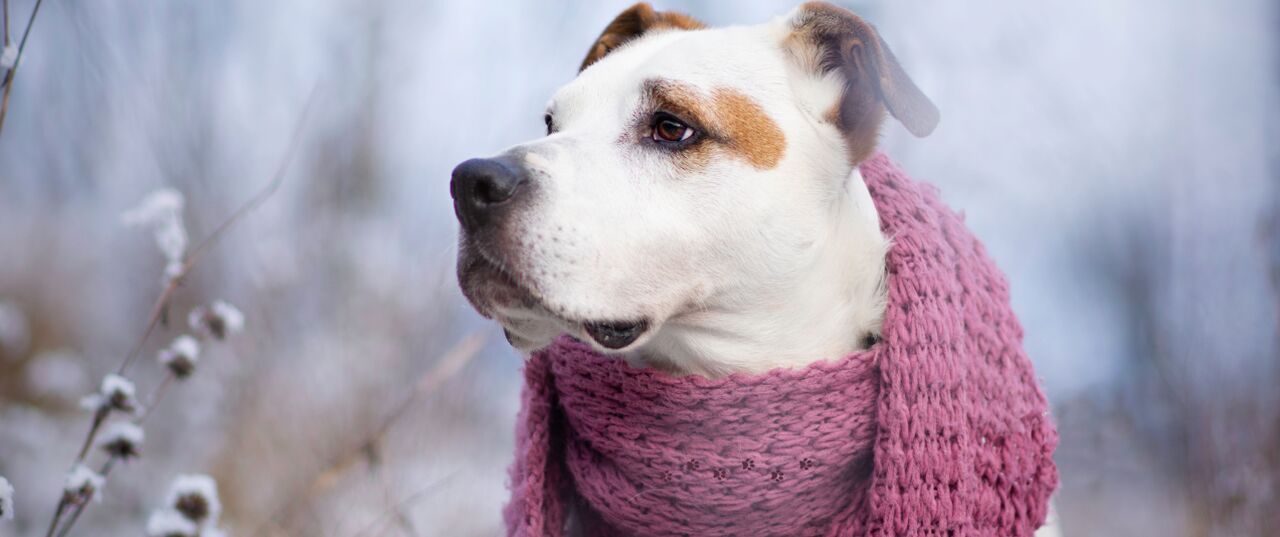 Een gezonde wintervacht voor je hond: verzorgingstips