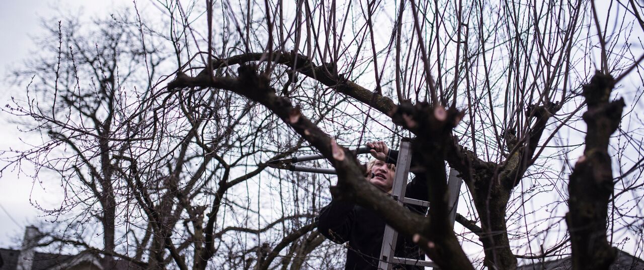 Kleine tuin? Kleine bomen, voorkom verminking van bomen
