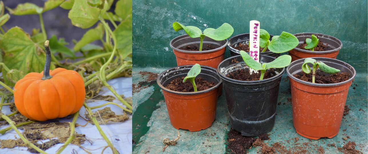 Pompoenen kweken op je balkon of terras: pompoenpret