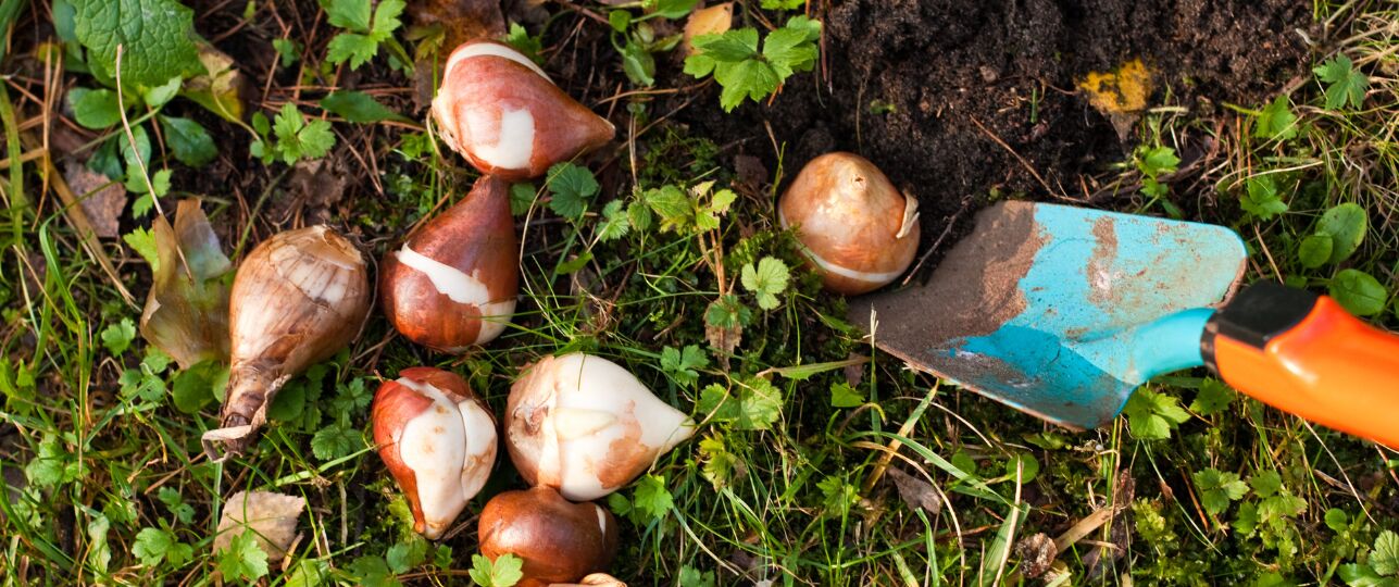 Met bloembollen 120 dagen kleur in je tuin, plant ze nu!