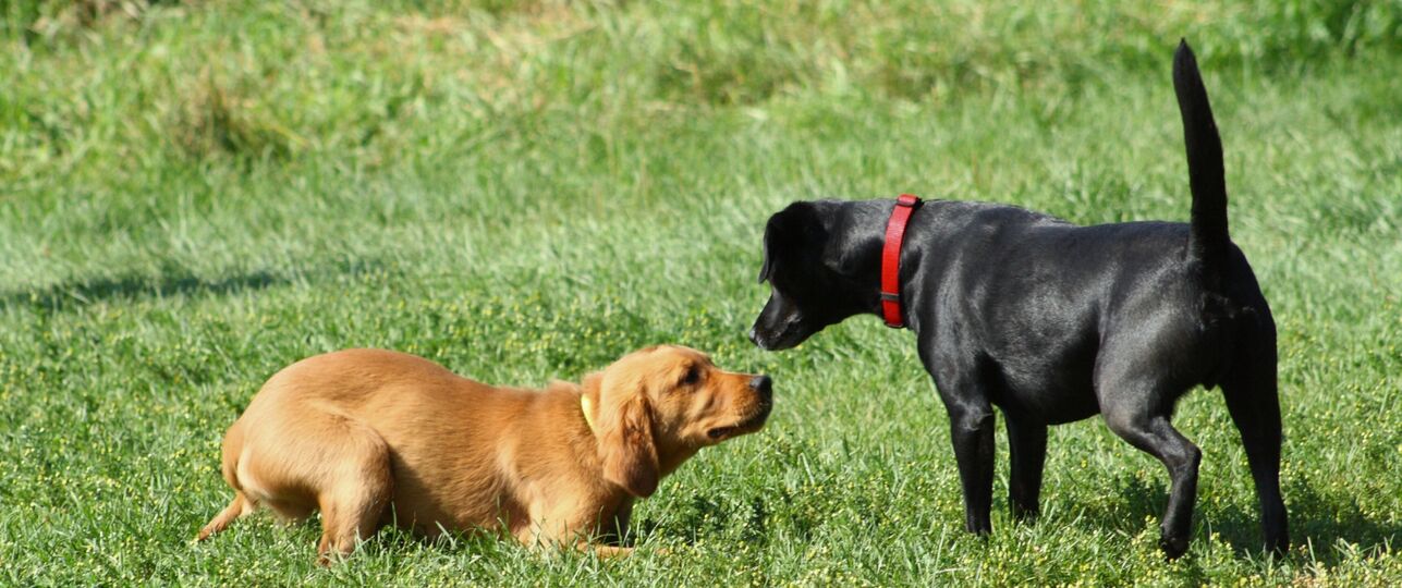 Waarom honden kwispelen en wat het betekent
