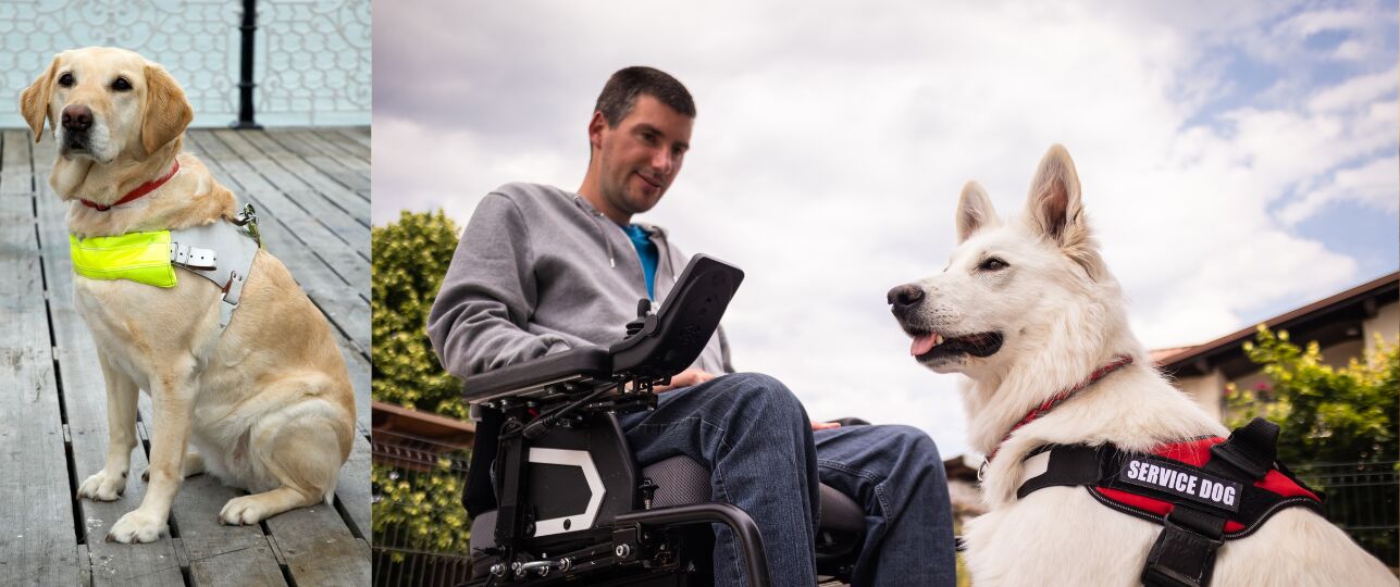 Kunnen honden stress ruiken? De scherpe neus van honden
