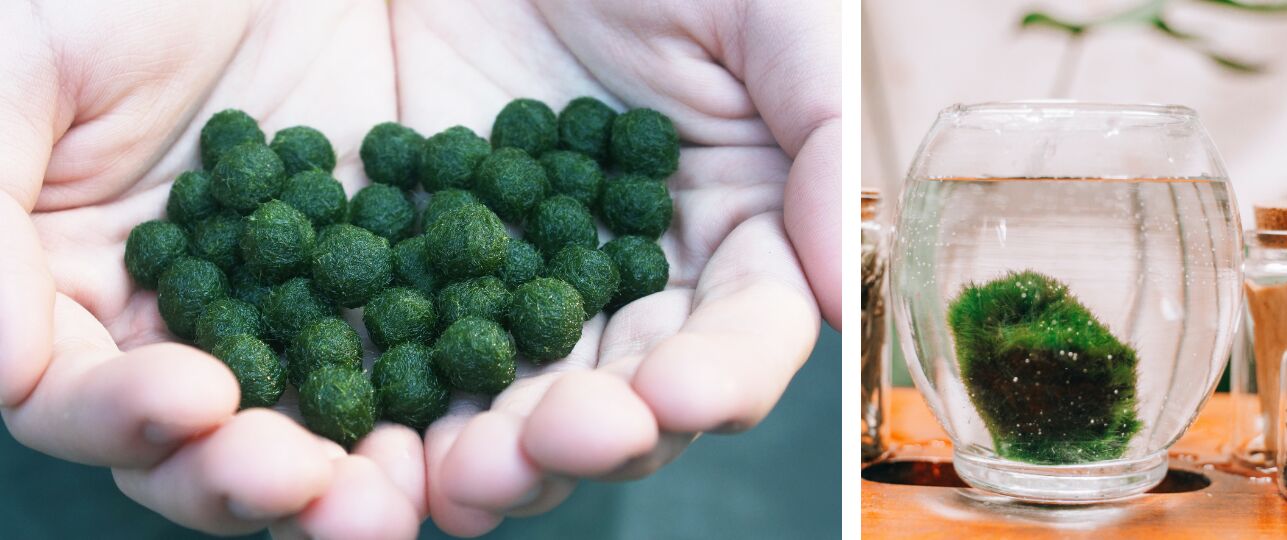 Marimo mosballen: de groene gelukssymbolen in huis