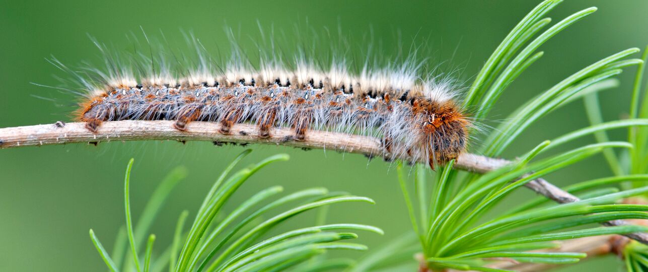 Nieuwe plaag op komst? Dennenprocessierups bereikt Nederland