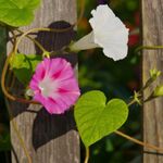 Sla alarm bij winde: verwijdere de plant en laat onschuldigen staan