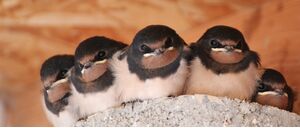 Hoe krijg je zwaluwen uit de schuur?