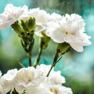 Er zijn bloemen en planten met betekenis: weet jij welke dat zijn?