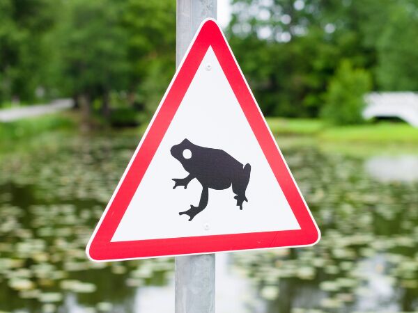 De paddentrek gaat weer beginnen