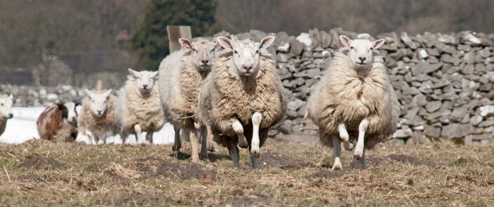 Verschrikkelijke Snapchat-hype: jongeren die schapen opjagen