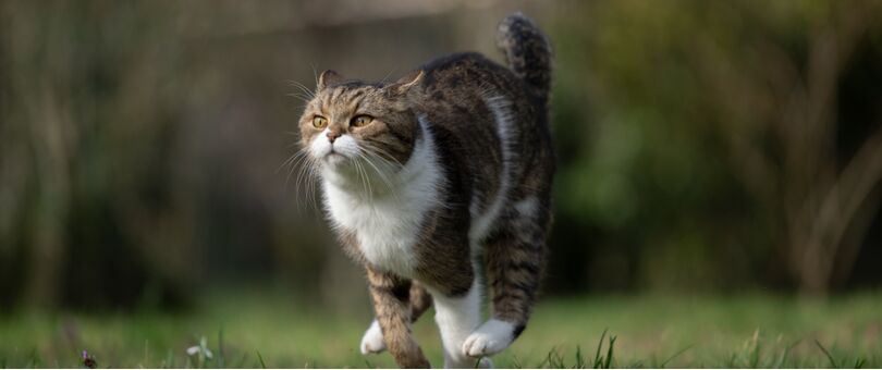 Katten verjagen: planten waar katten voor wegrennen